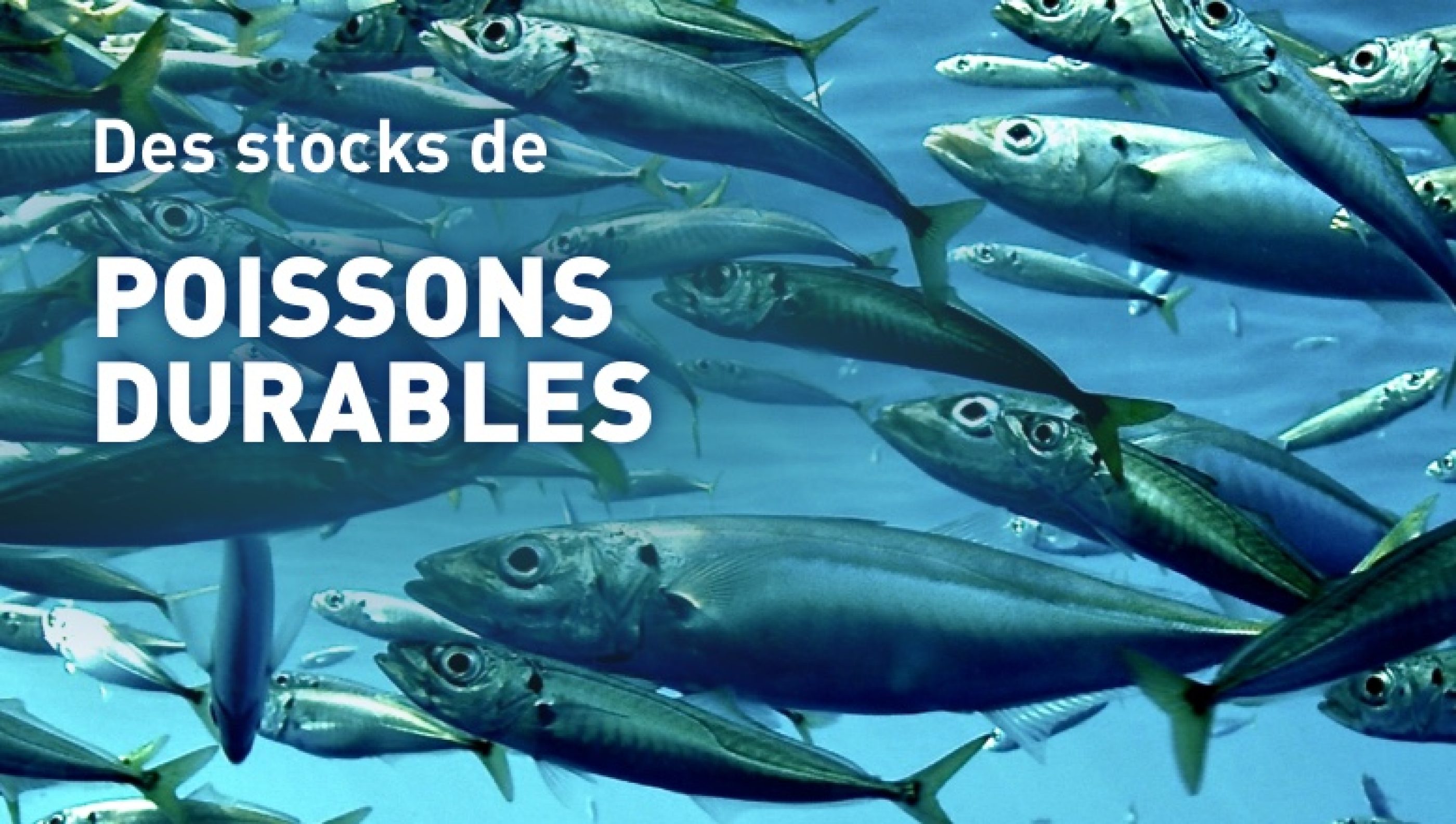 La peche durable et responsable, ALDI s'engage